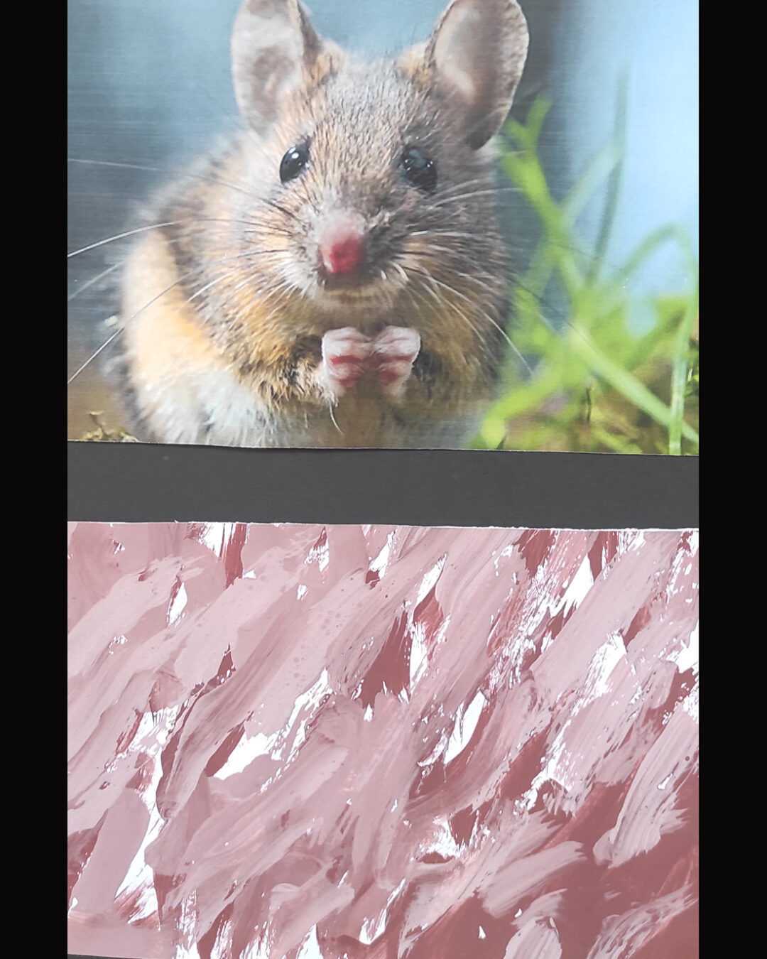 RANA Y RATÓN, ¿TAN DIFERENTES SON? - Centro Educativo Gençana